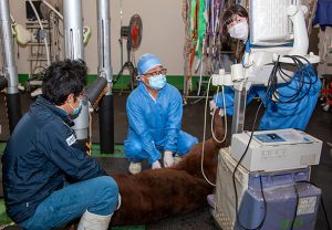 共同獣医学科 - 岩手大学獣医学部