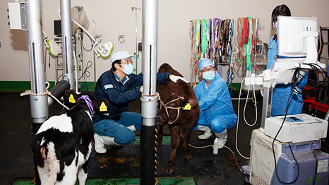 科目紹介 - 岩手大学獣医学部